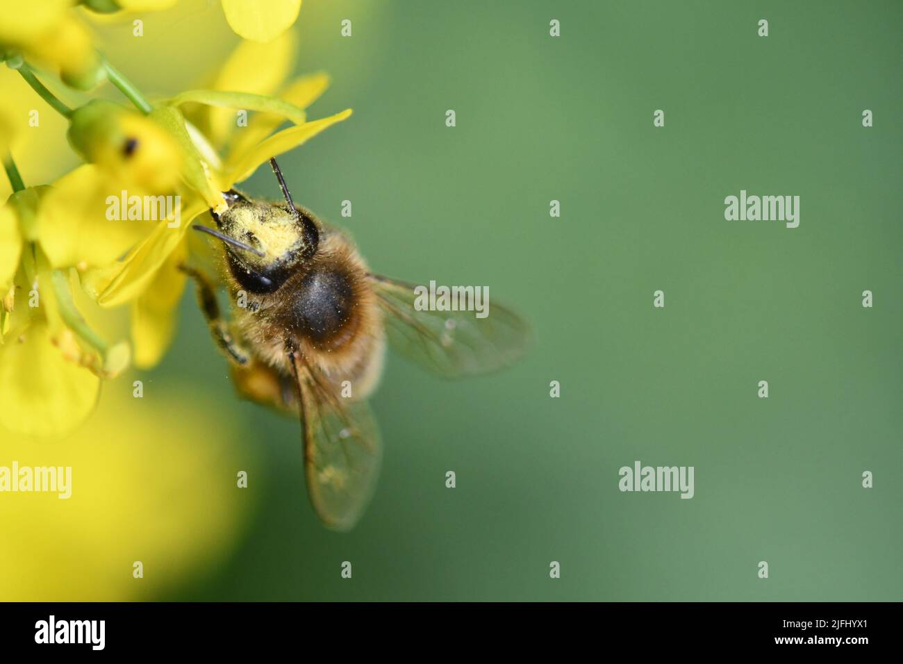 Apis mellifera mellifera ireland hi-res stock photography and images ...
