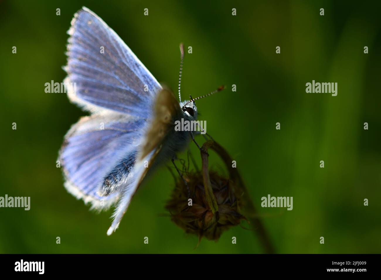 Common Blue, the Holly Blue and the Small Blue Butterfly Stock Photo ...