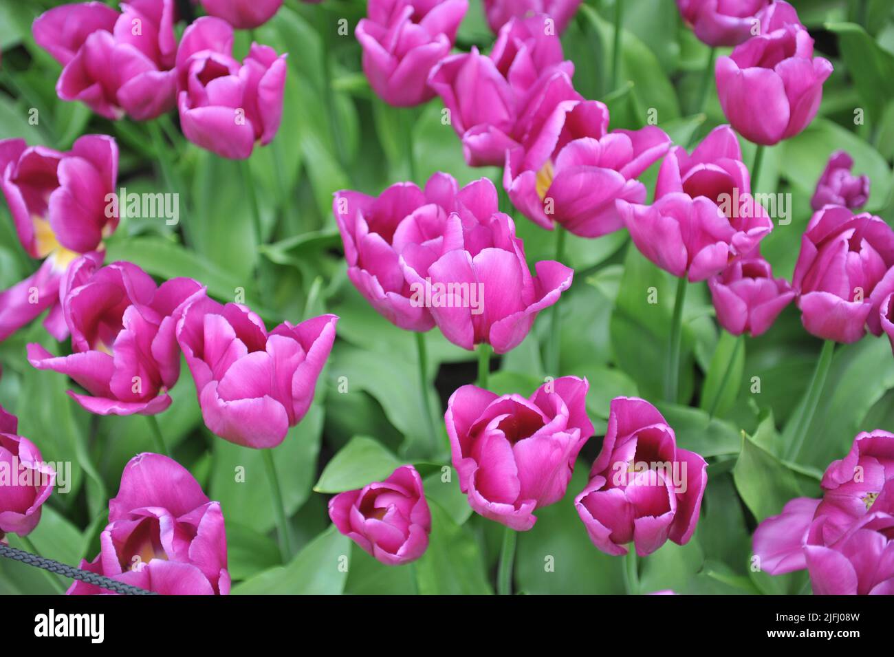 Pink Triumph tulips (Tulipa) Passio Glossy bloom in a garden in April ...