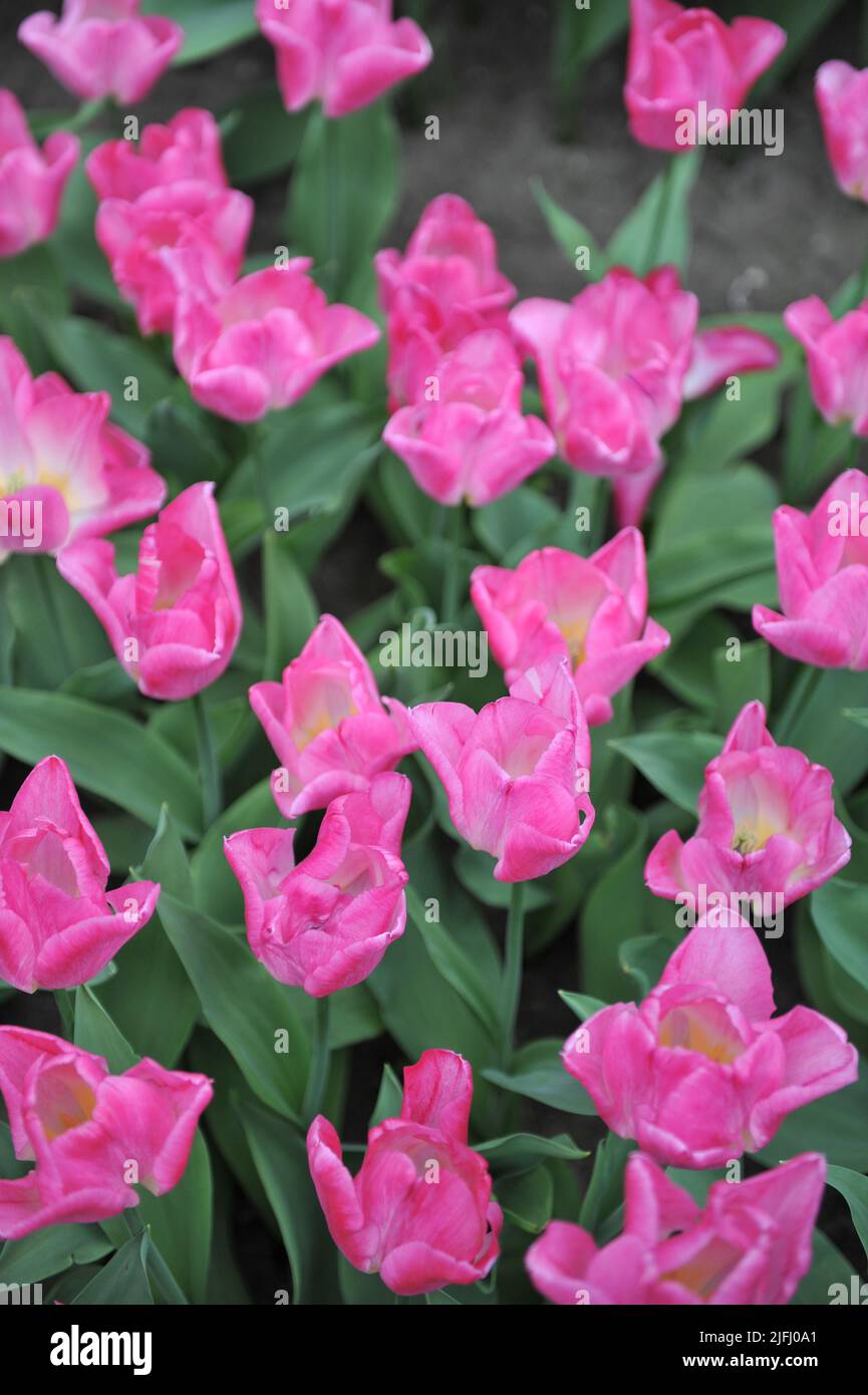 Pink Triumph tulips (Tulipa) Passio Pink bloom in a garden in April ...