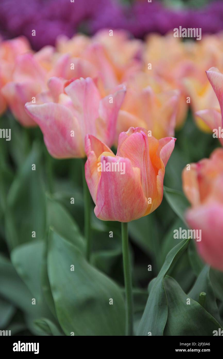 Orange-pink Triumph tulips (Tulipa) Passio Sweet bloom in a garden in ...