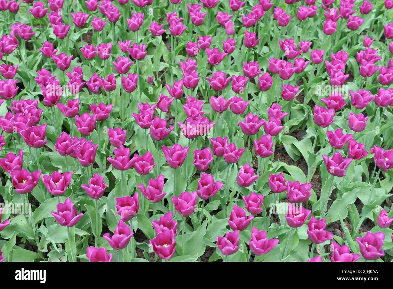 Triumph passionale hi-res stock photography and images - Alamy