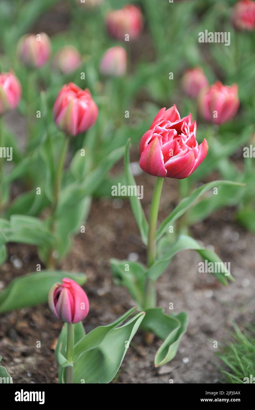 Red and white peony-flowered Double Early tulips (Tulipa) Paul Rubens ...
