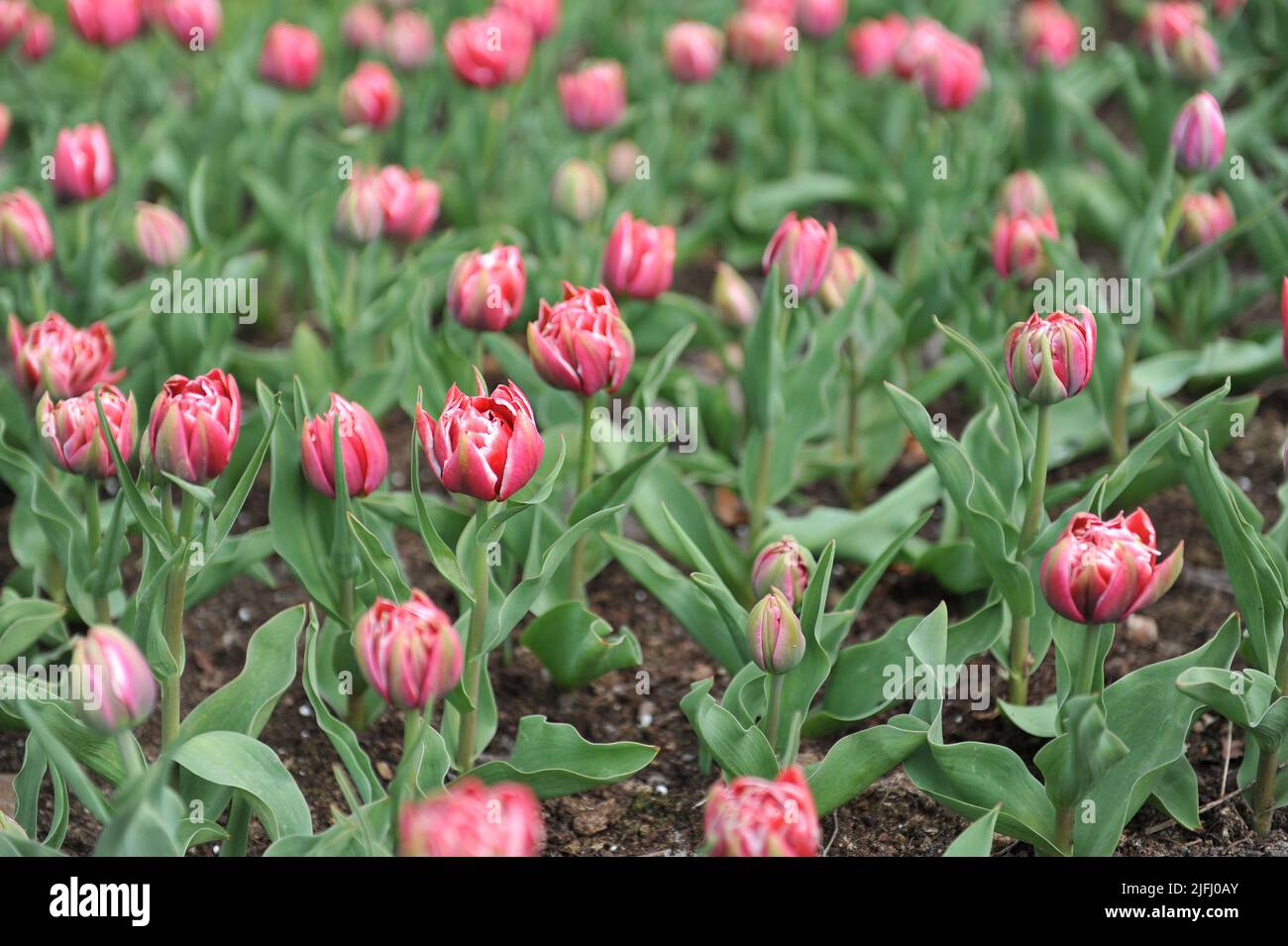 Red and white peony-flowered Double Early tulips (Tulipa) Paul Rubens ...
