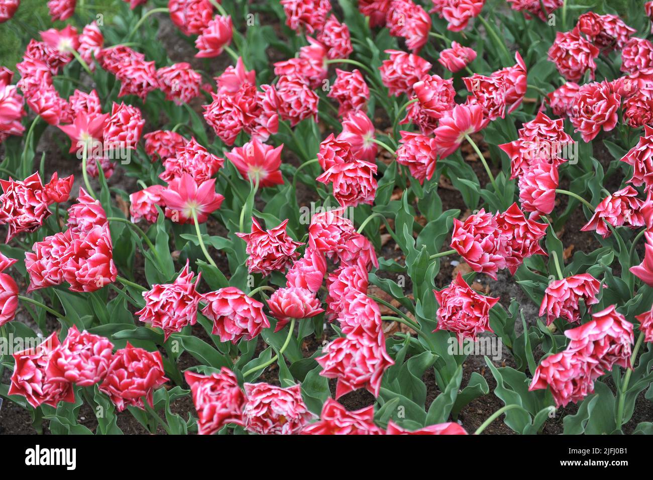 Red and white peony-flowered Double Early tulips (Tulipa) Paul Rubens ...