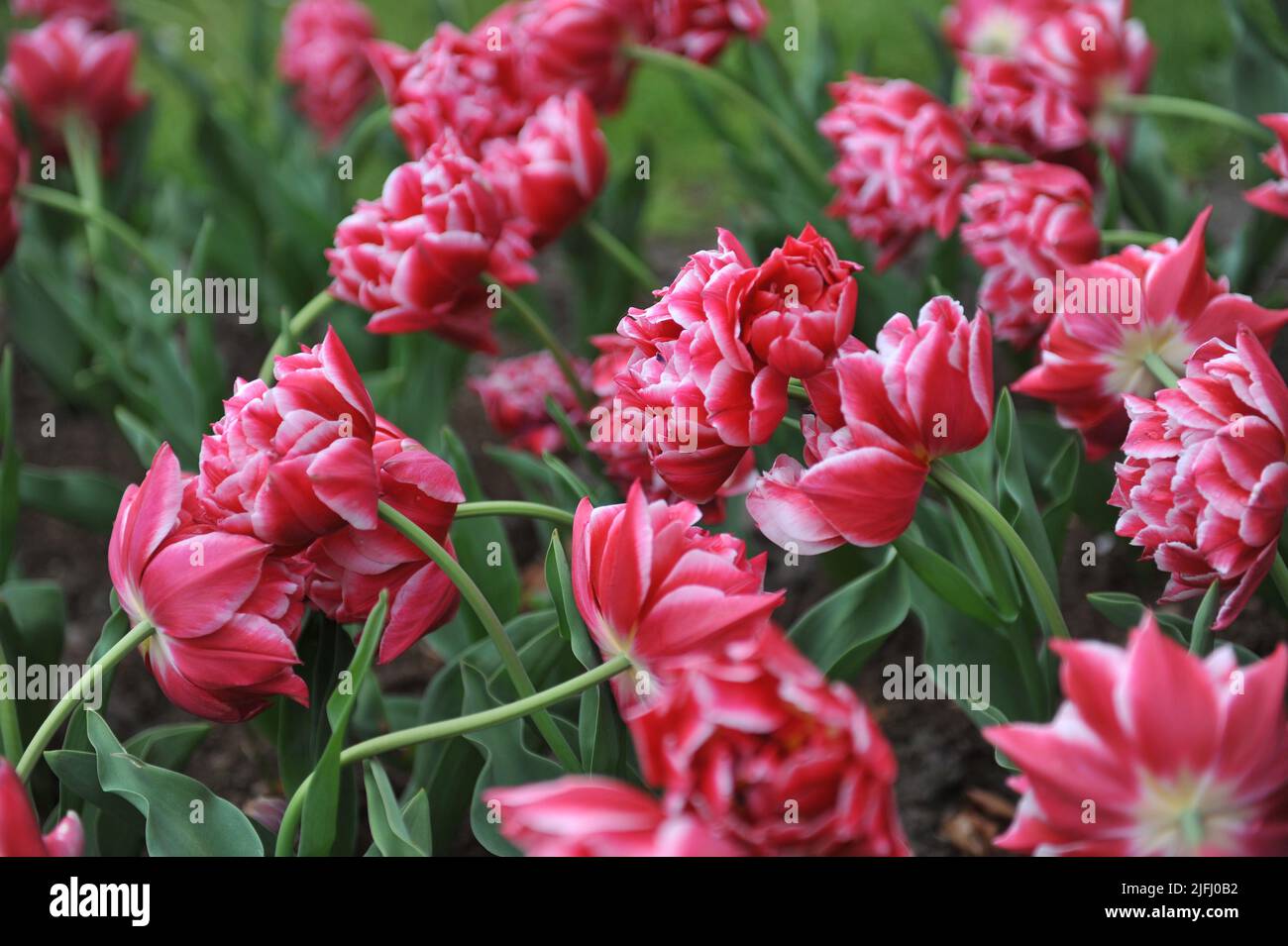 Tulipa paul rubens hi-res stock photography and images - Alamy