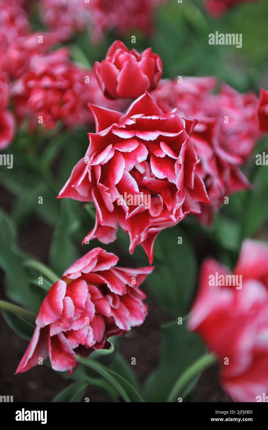 Red and white peony-flowered Double Early tulips (Tulipa) Paul Rubens ...