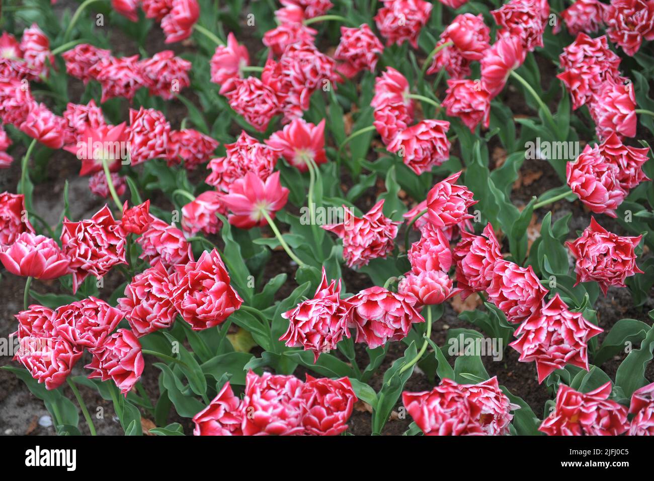Tulipa paul rubens hi-res stock photography and images - Alamy
