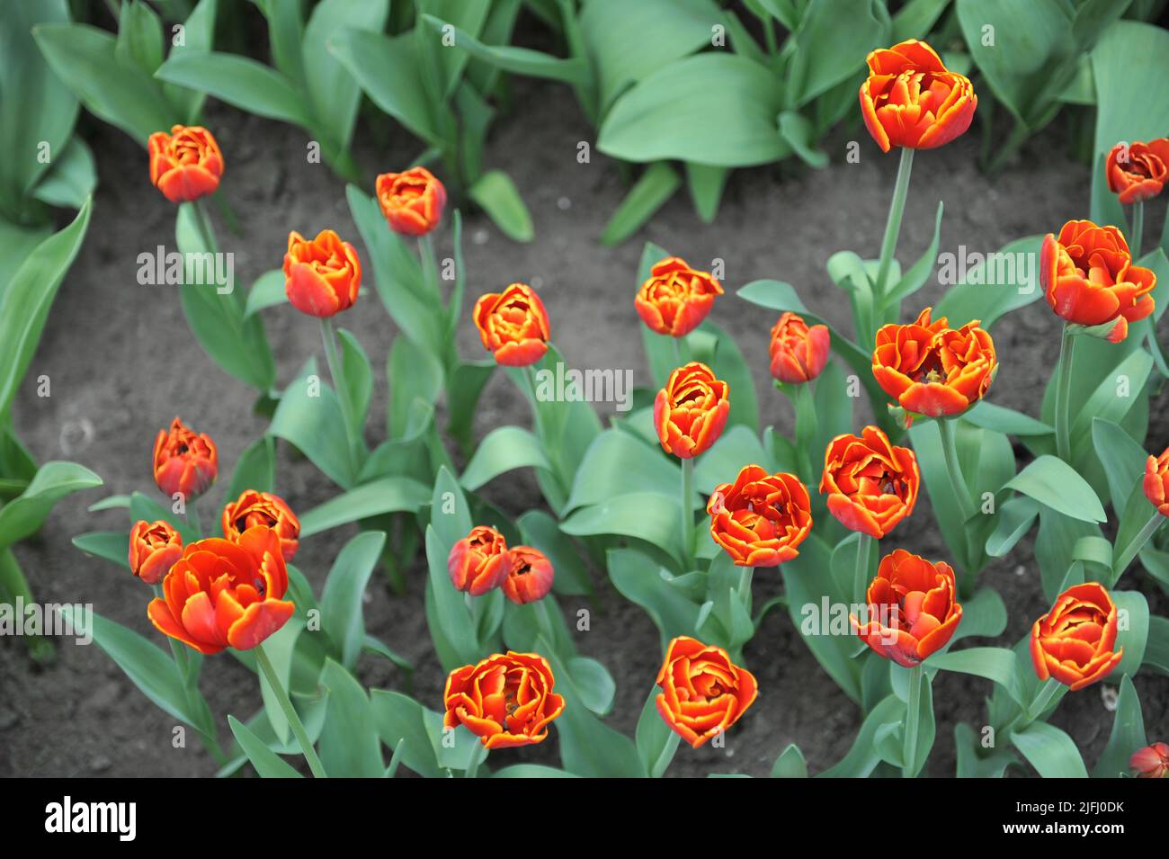 Orange Double Late tulips (Tulipa) Pebble bloom in a garden in April ...