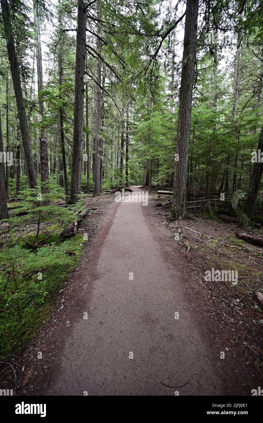 Johns Lake Loop trail in Glacier National Park, Montana on overcast ...