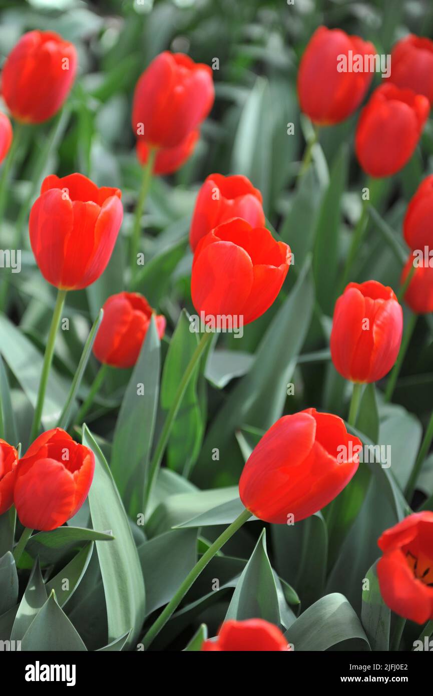 Red Single Late tulips (Tulipa) Peking bloom in a garden in April Stock ...
