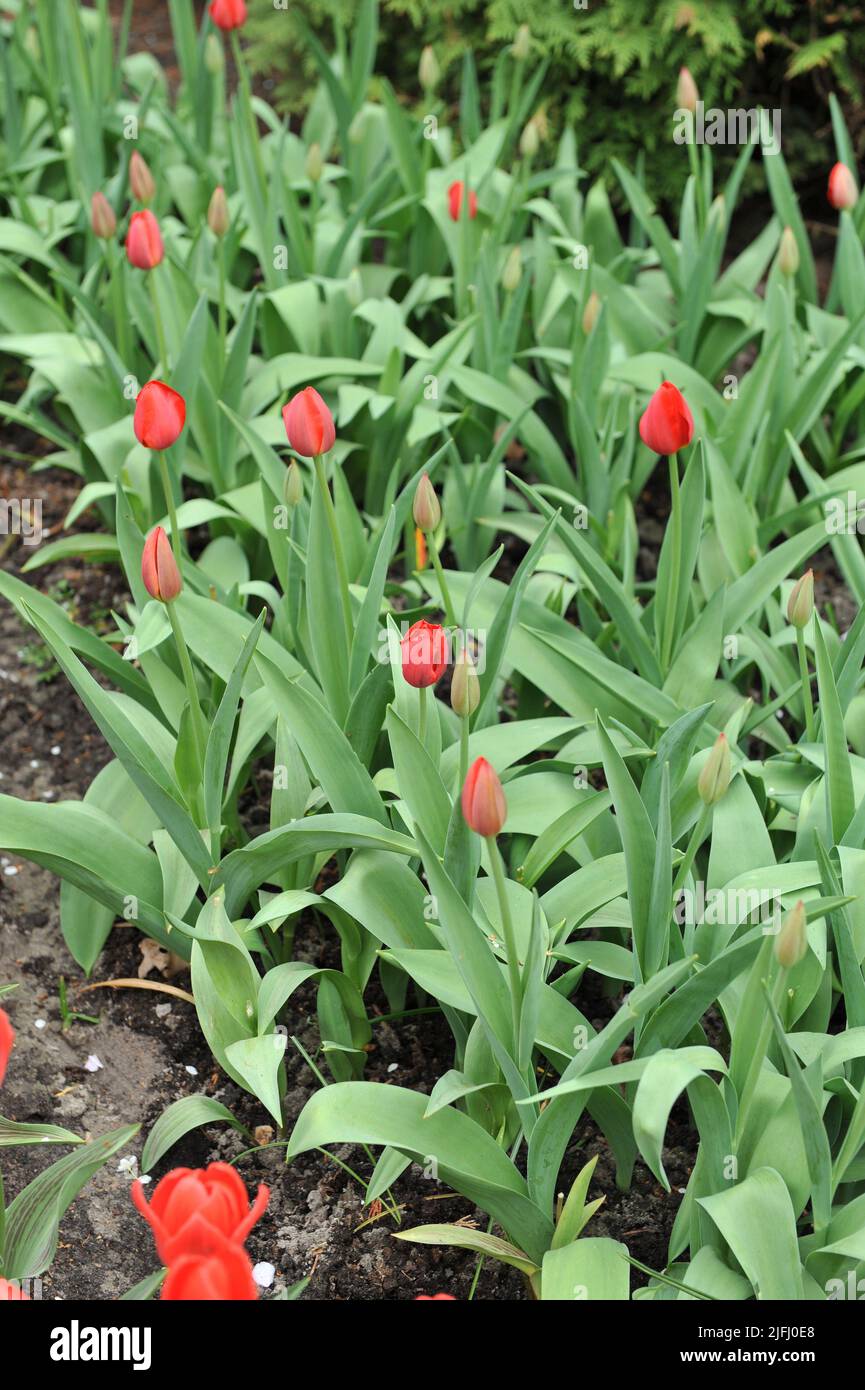 Red Single Late tulips (Tulipa) Peking bloom in a garden in April Stock ...