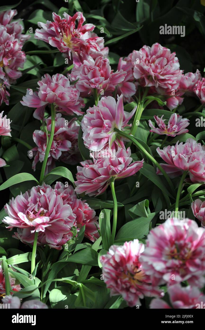 Red and white peony-flowered Double Early tulips (Tulipa) Perfect Game ...
