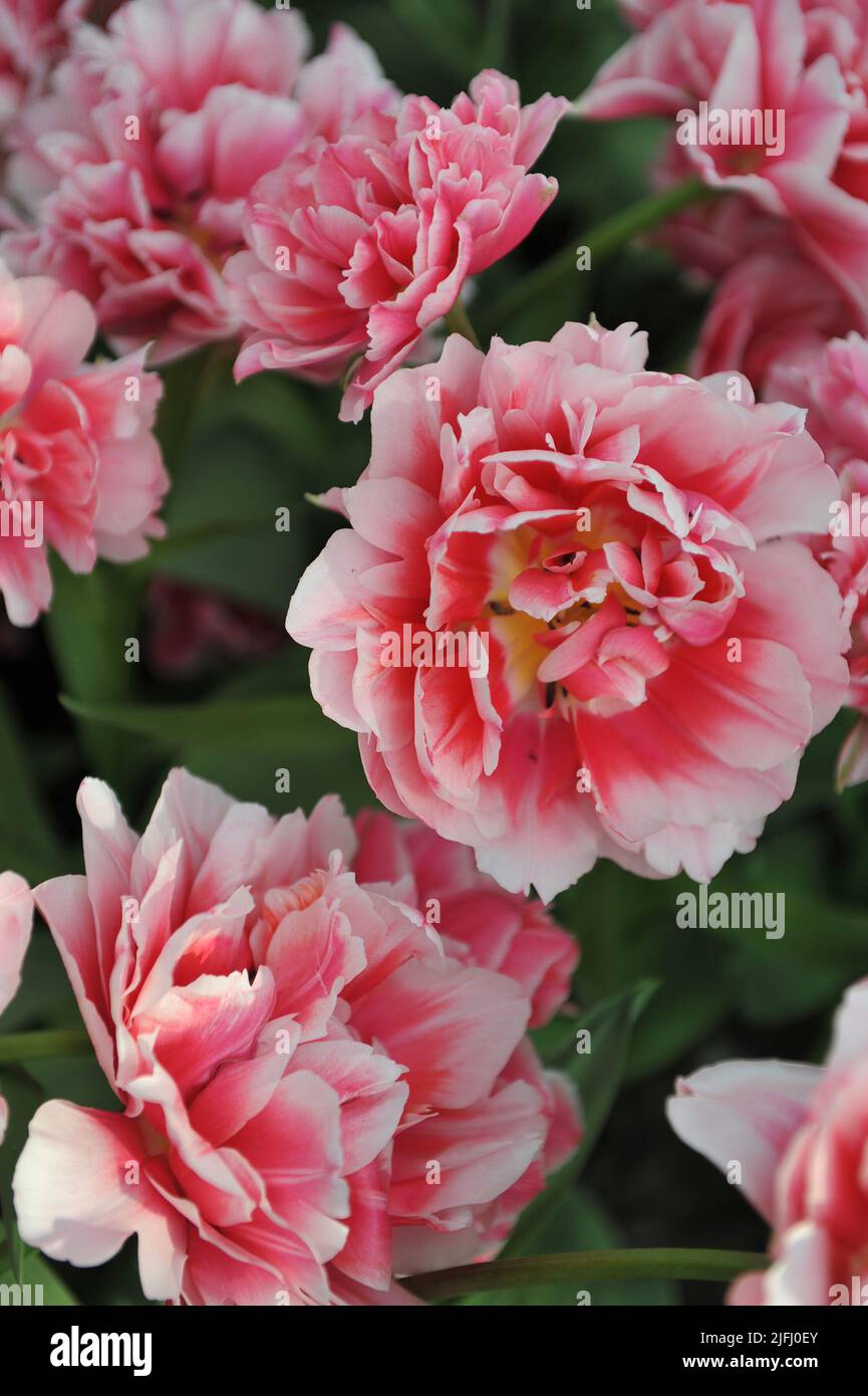 Red and white peony-flowered Double Early tulips (Tulipa) Perfect Game ...