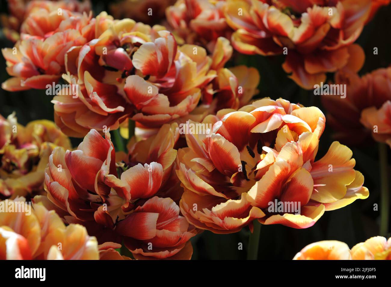 Red and yellow peony-flowered Double Early tulips (Tulipa) Perfect Love ...