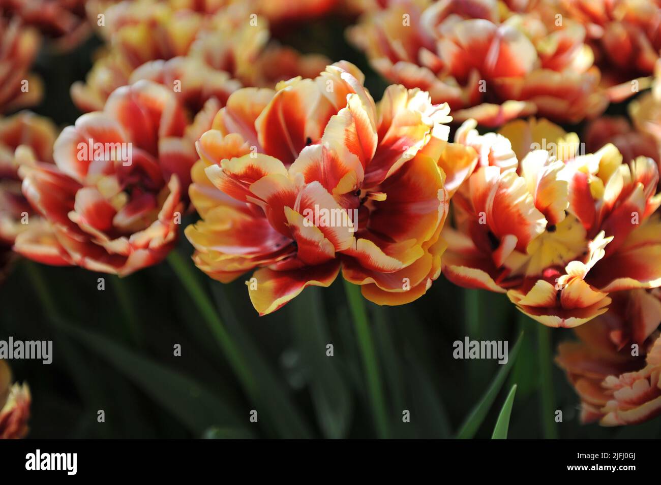 Red and yellow peony-flowered Double Early tulips (Tulipa) Perfect Love ...