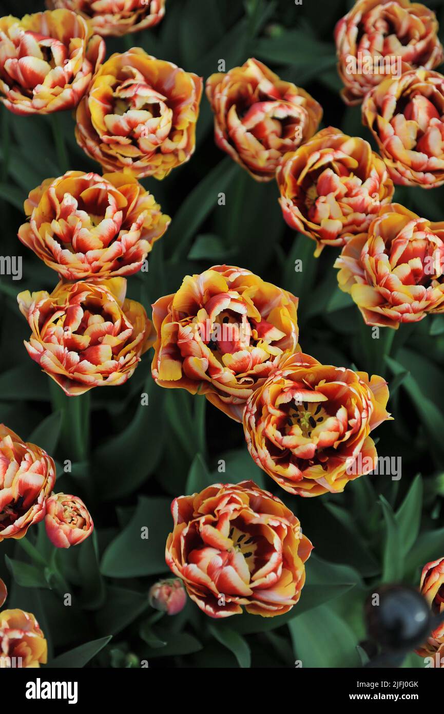 Red and yellow peony-flowered Double Early tulips (Tulipa) Perfect Love ...