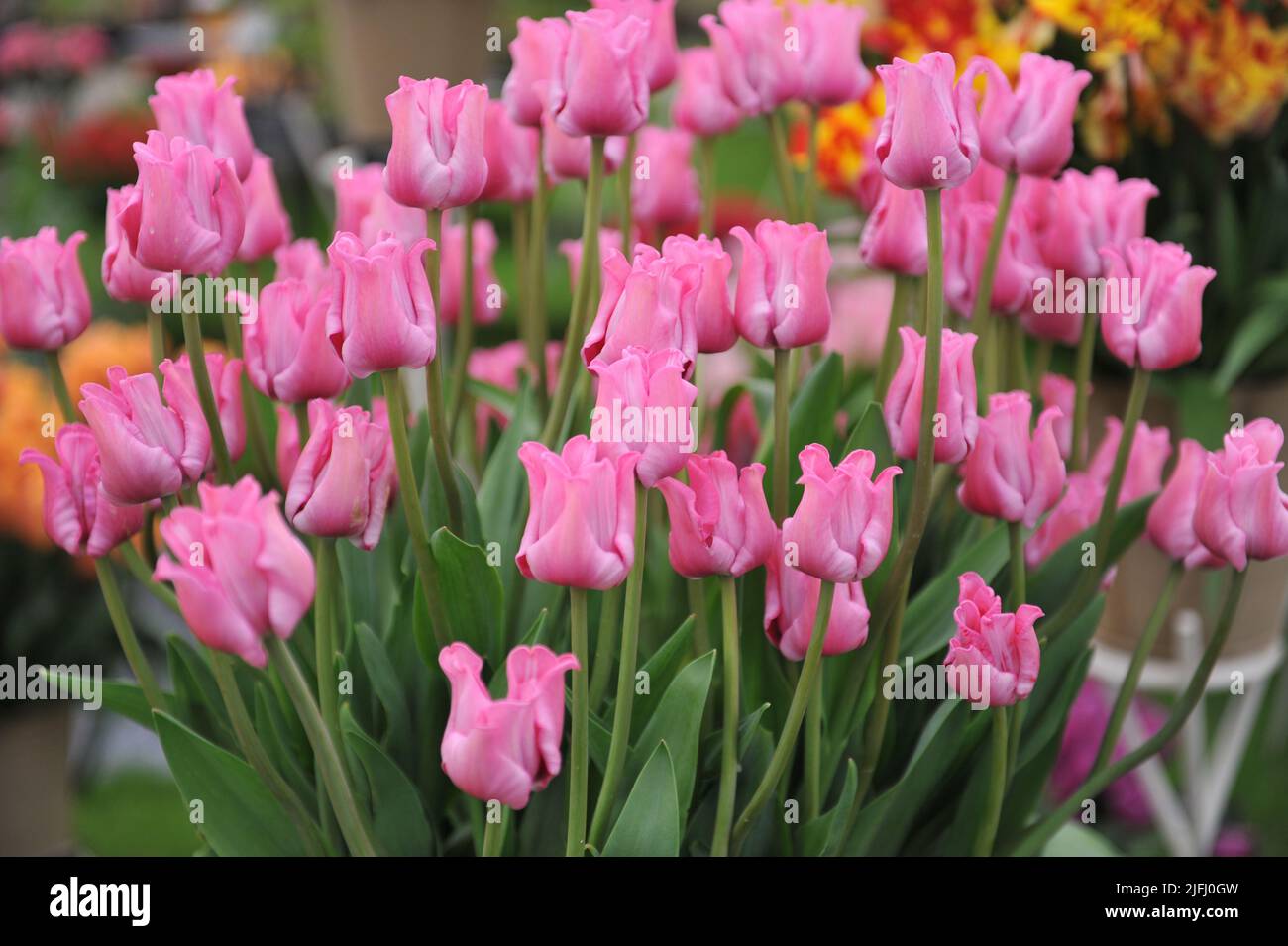 A bouquet of pink Coronet tulips (Tulipa) Picture in an exhibition in ...