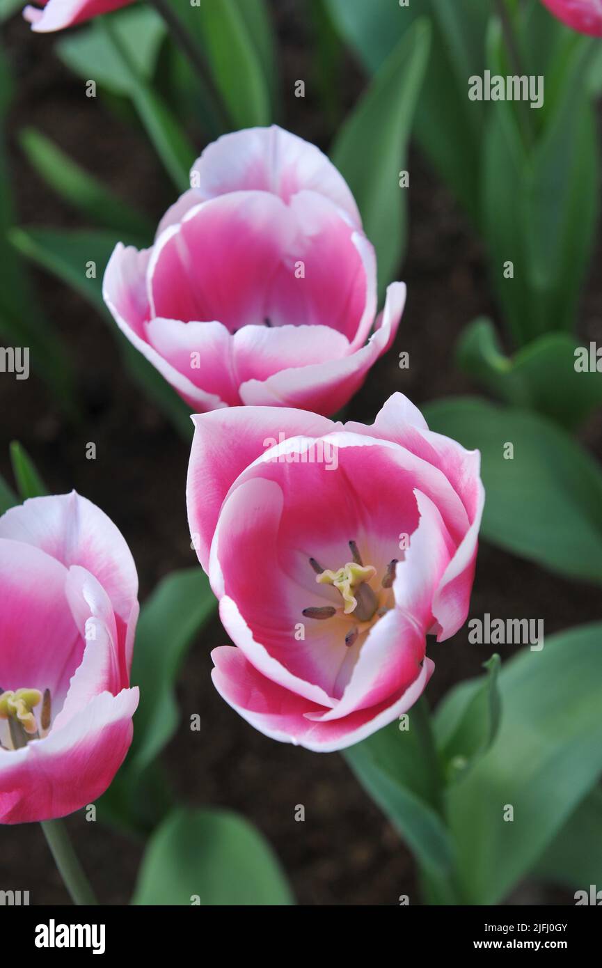 Pink with white edges Triumph tulips (Tulipa) Pierre Legrand bloom in a ...