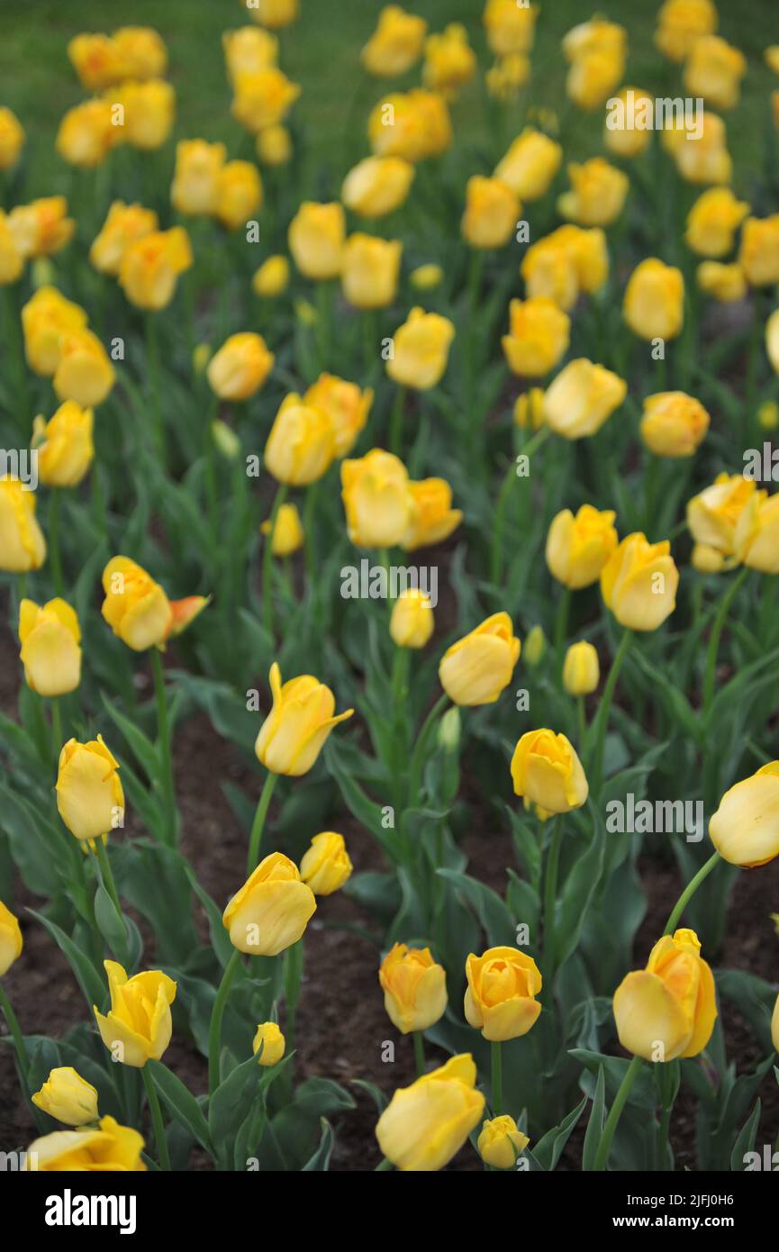 Yellow Triumph tulips (Tulipa) Piet Paulusma bloom in a garden in April ...