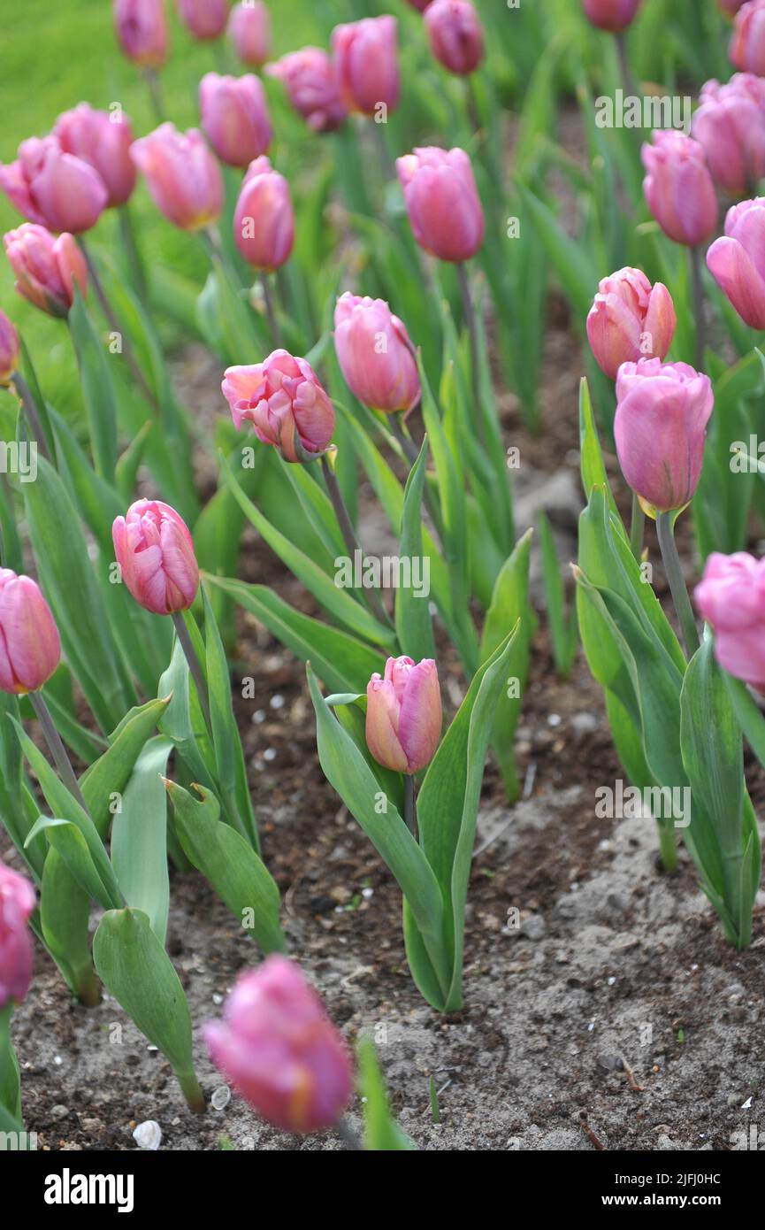 Pink Triumph tulips (Tulipa) Piet Veerman bloom in a garden in April ...