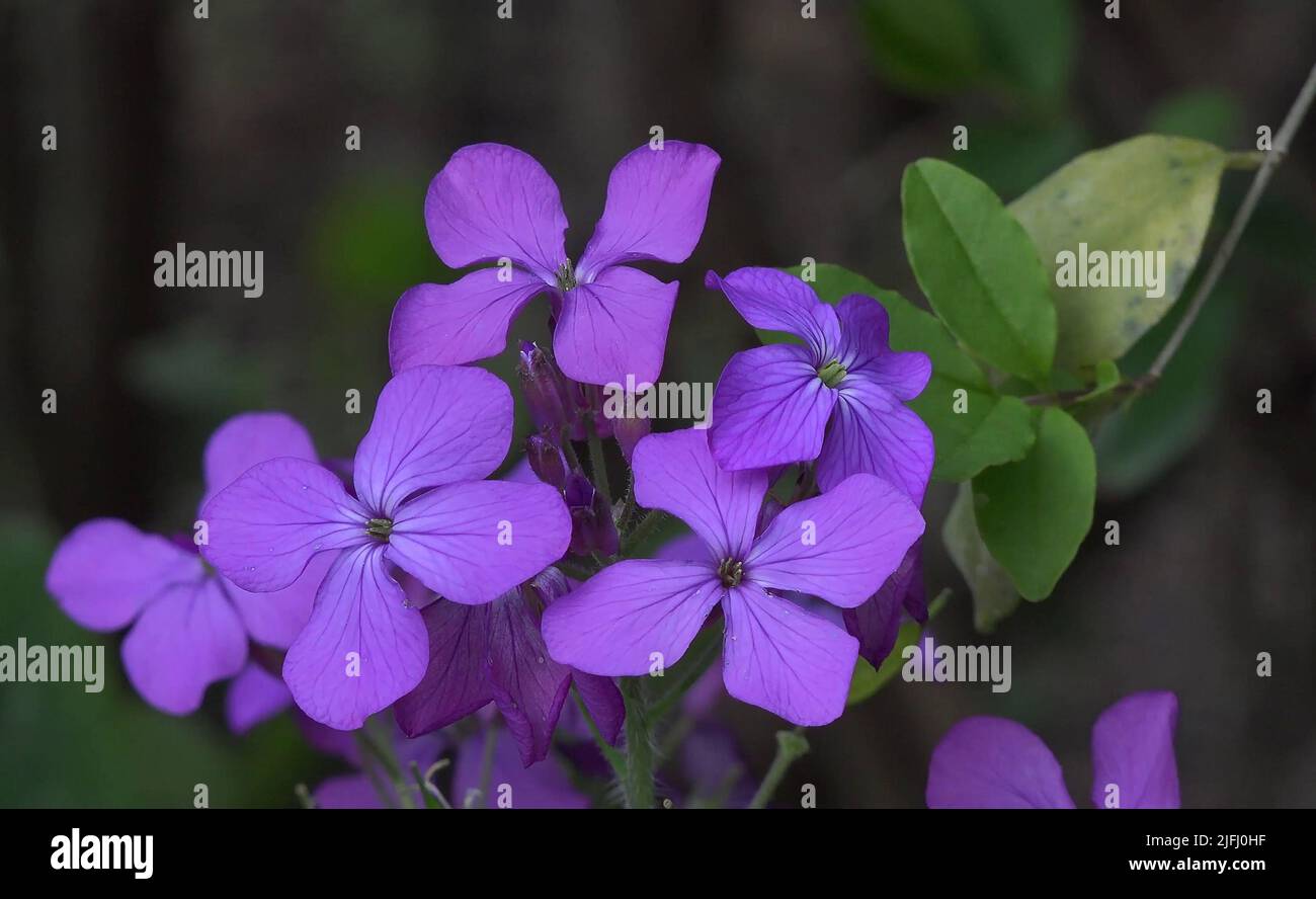 Flowers of Lunaria annua L Stock Photo - Alamy