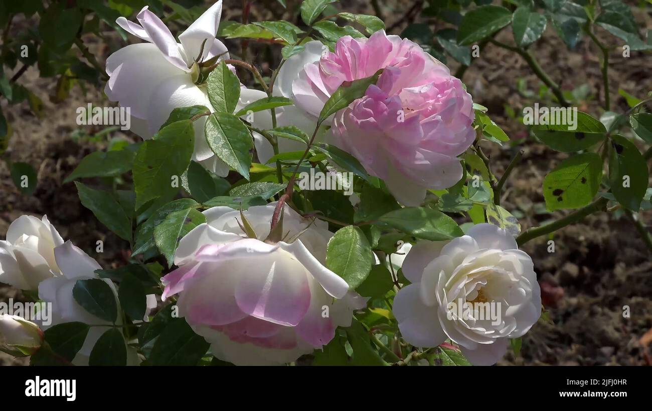 Flowers of gradient roses Stock Photo - Alamy