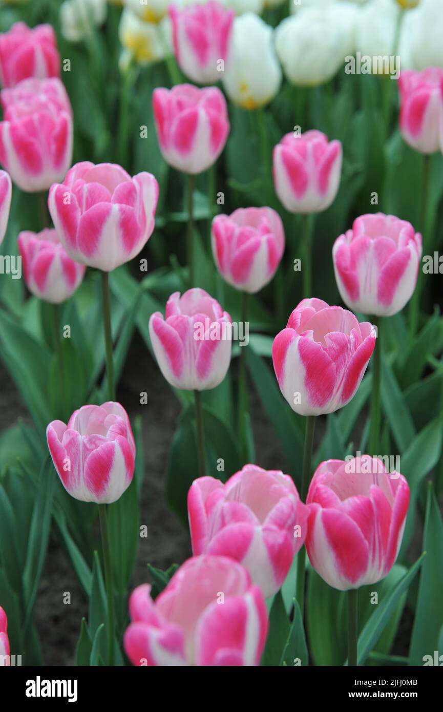 Pink and white Triumph tulips (Tulipa) Pink Cloud bloom in a garden in ...