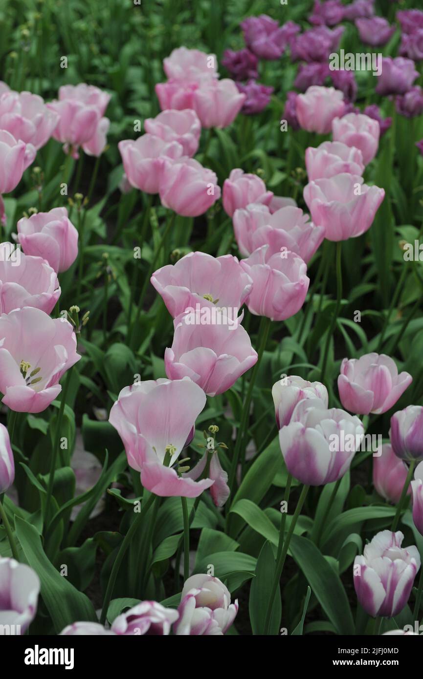 Single late tulips (Tulipa) Pink Diamond bloom in a garden in April ...