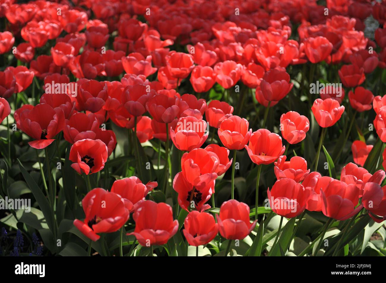 Pink Darwin Hybrid tulips (Tulipa) Pink Impression bloom in a garden in ...