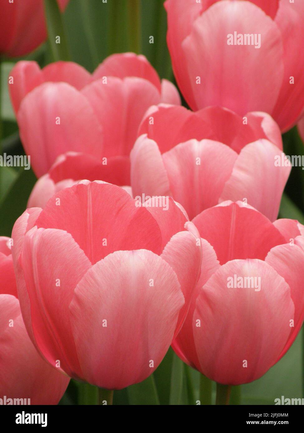 Pink Darwin Hybrid tulips (Tulipa) Pink Impression bloom in a garden in ...