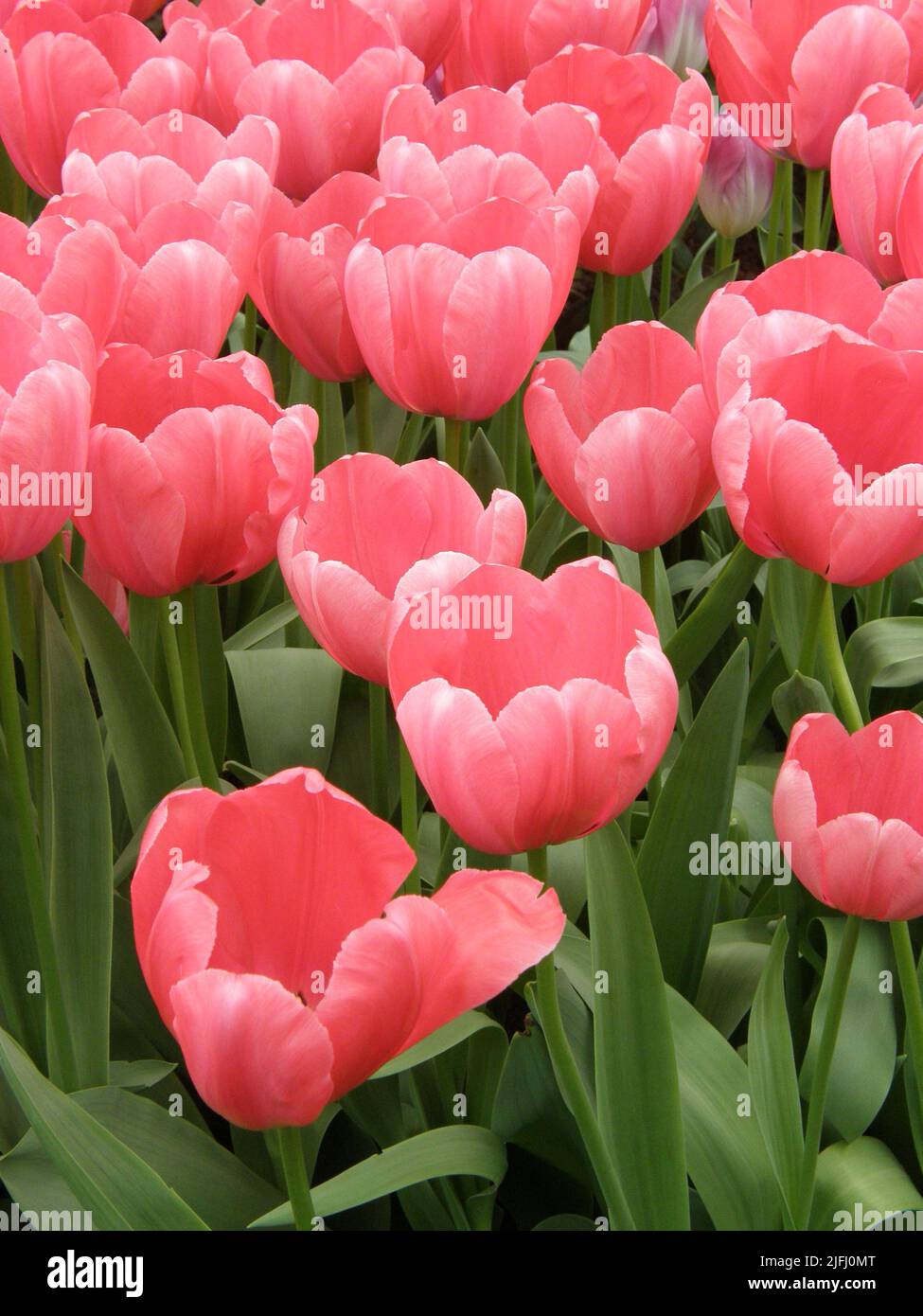 Pink Darwin Hybrid tulips (Tulipa) Pink Impression bloom in a garden in ...