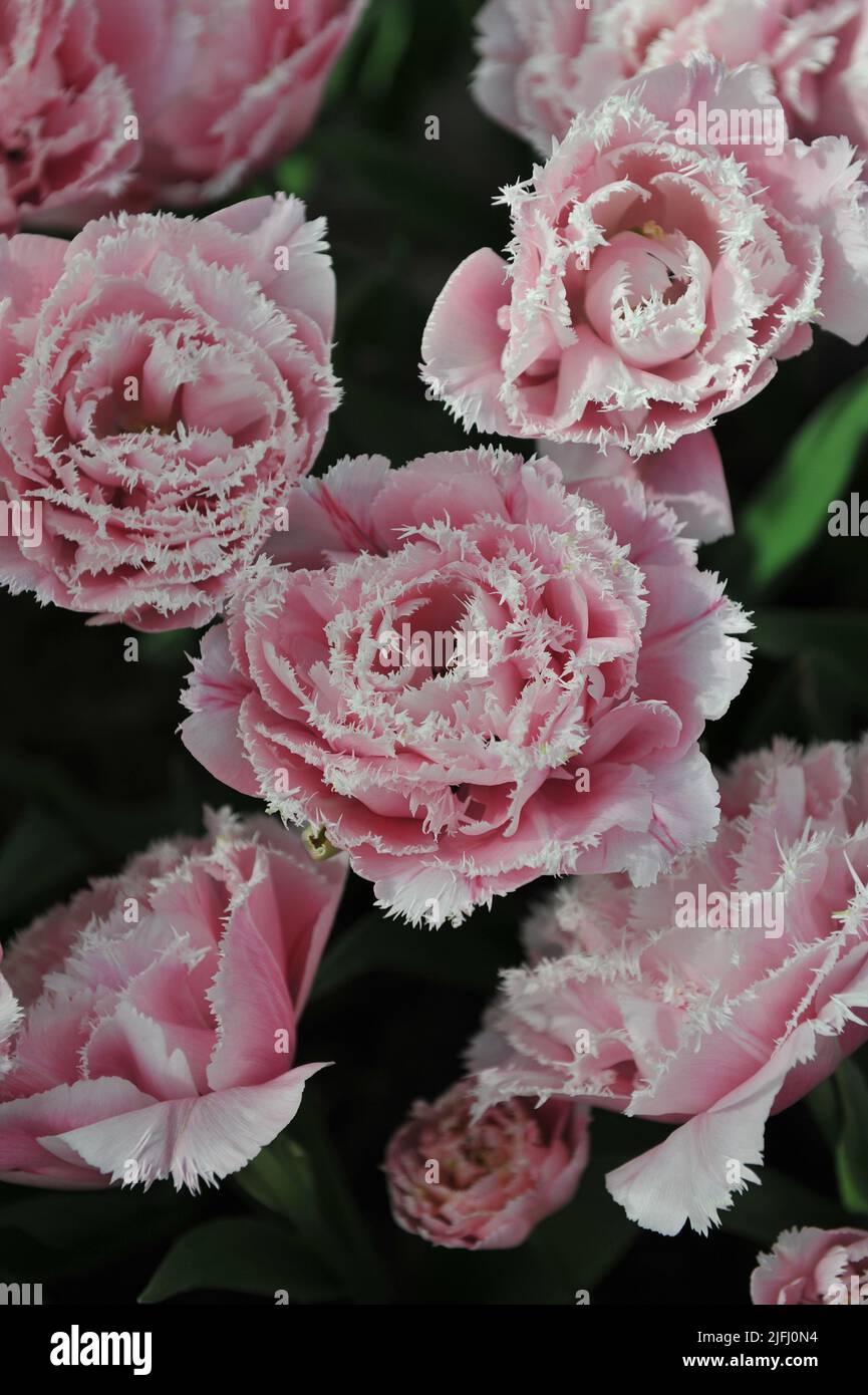 Double fringed tulips (Tulipa) Pink Magic bloom in a garden in April ...