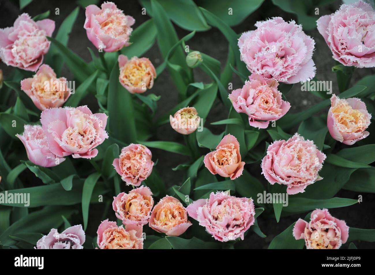 Double fringed tulips (Tulipa) Pink Magic bloom in a garden in April ...