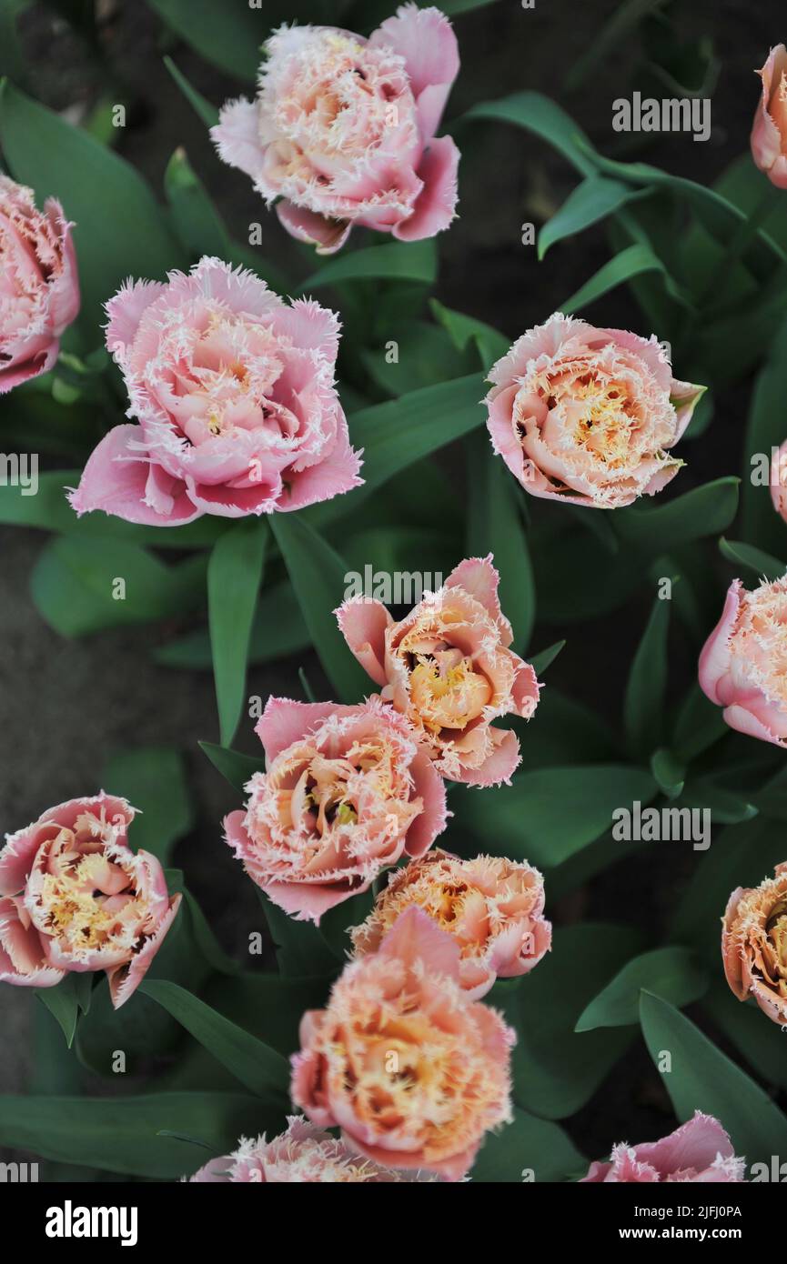 Double fringed tulips (Tulipa) Pink Magic bloom in a garden in April ...