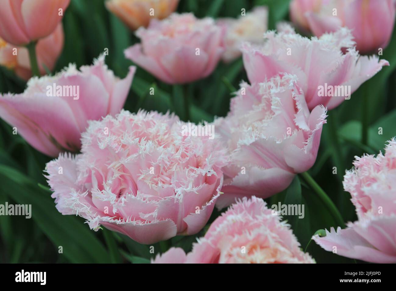 Double fringed tulips (Tulipa) Pink Magic bloom in a garden in April ...