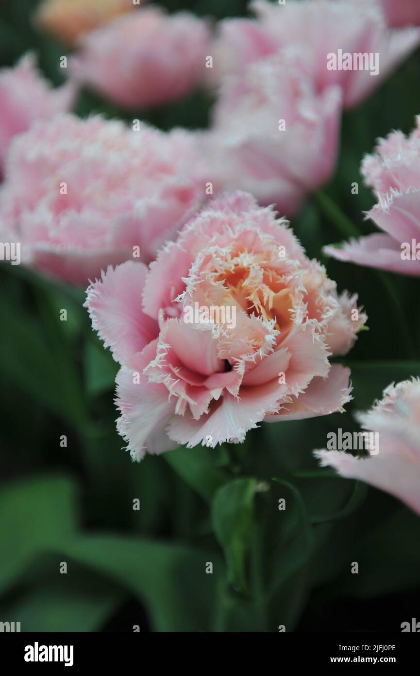 Double fringed tulips (Tulipa) Pink Magic bloom in a garden in April ...