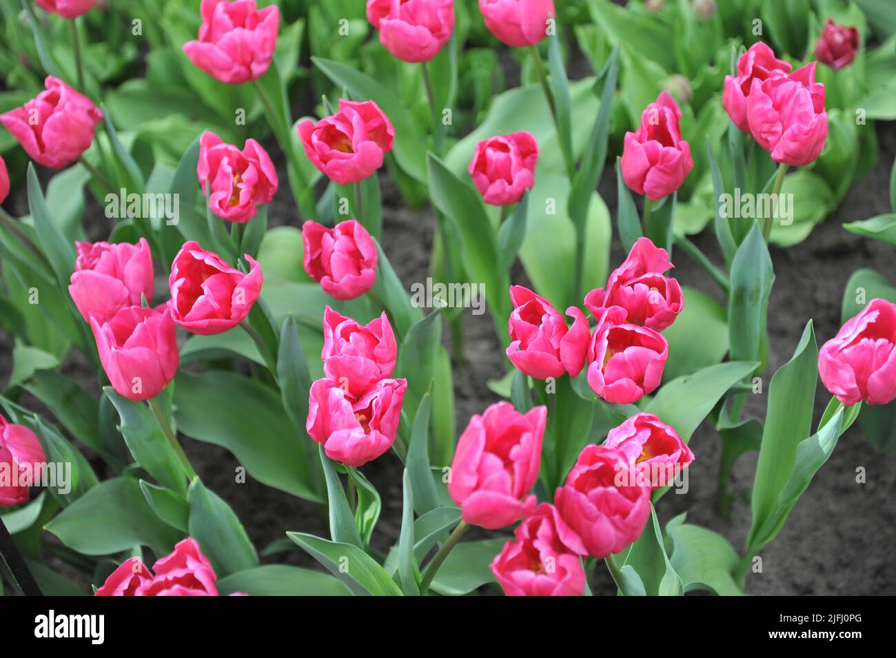 Triumph tulips (Tulipa) Pink Majesty bloom in a garden in April Stock ...