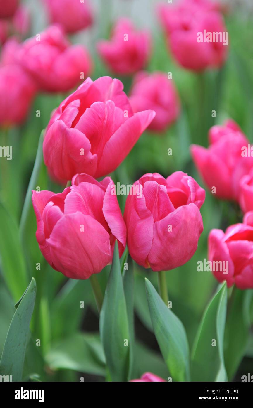 Triumph tulips (Tulipa) Pink Majesty bloom in a garden in April Stock ...