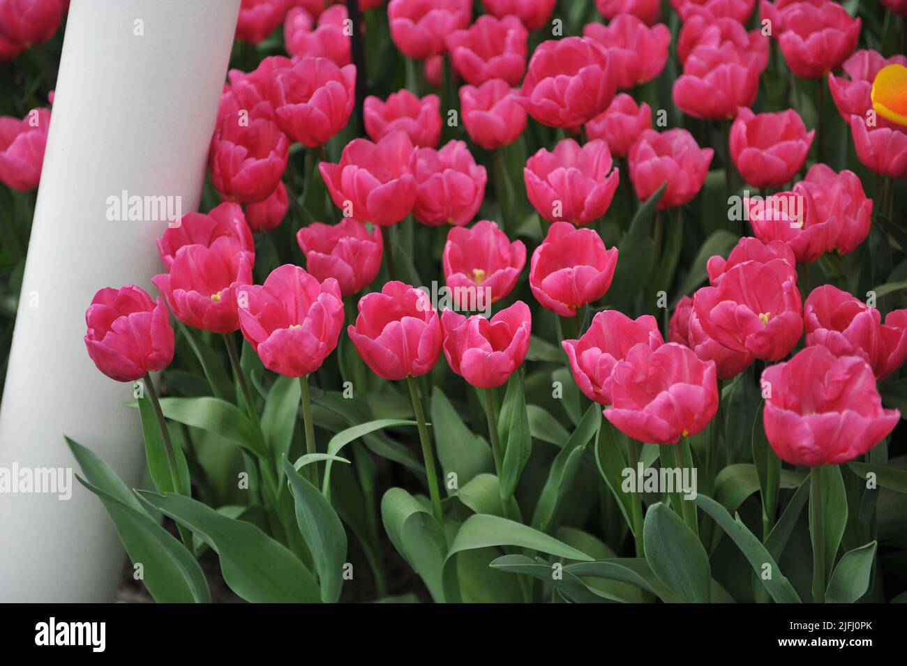 Triumph tulips (Tulipa) Pink Majesty bloom in a garden in March Stock ...