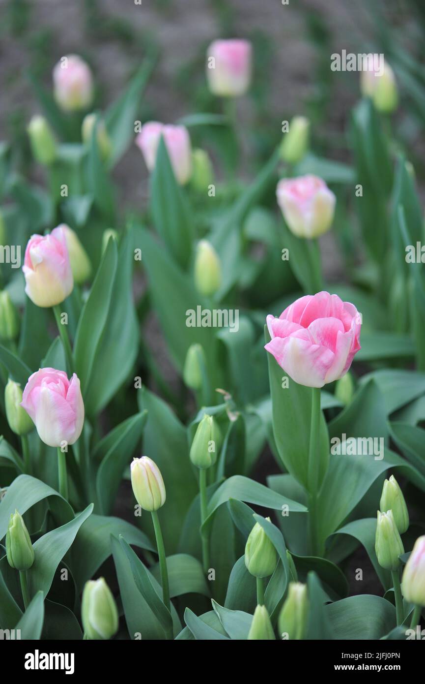 Pink amd white Triumph tulips (Tulipa) Pink Marble bloom in a garden in ...