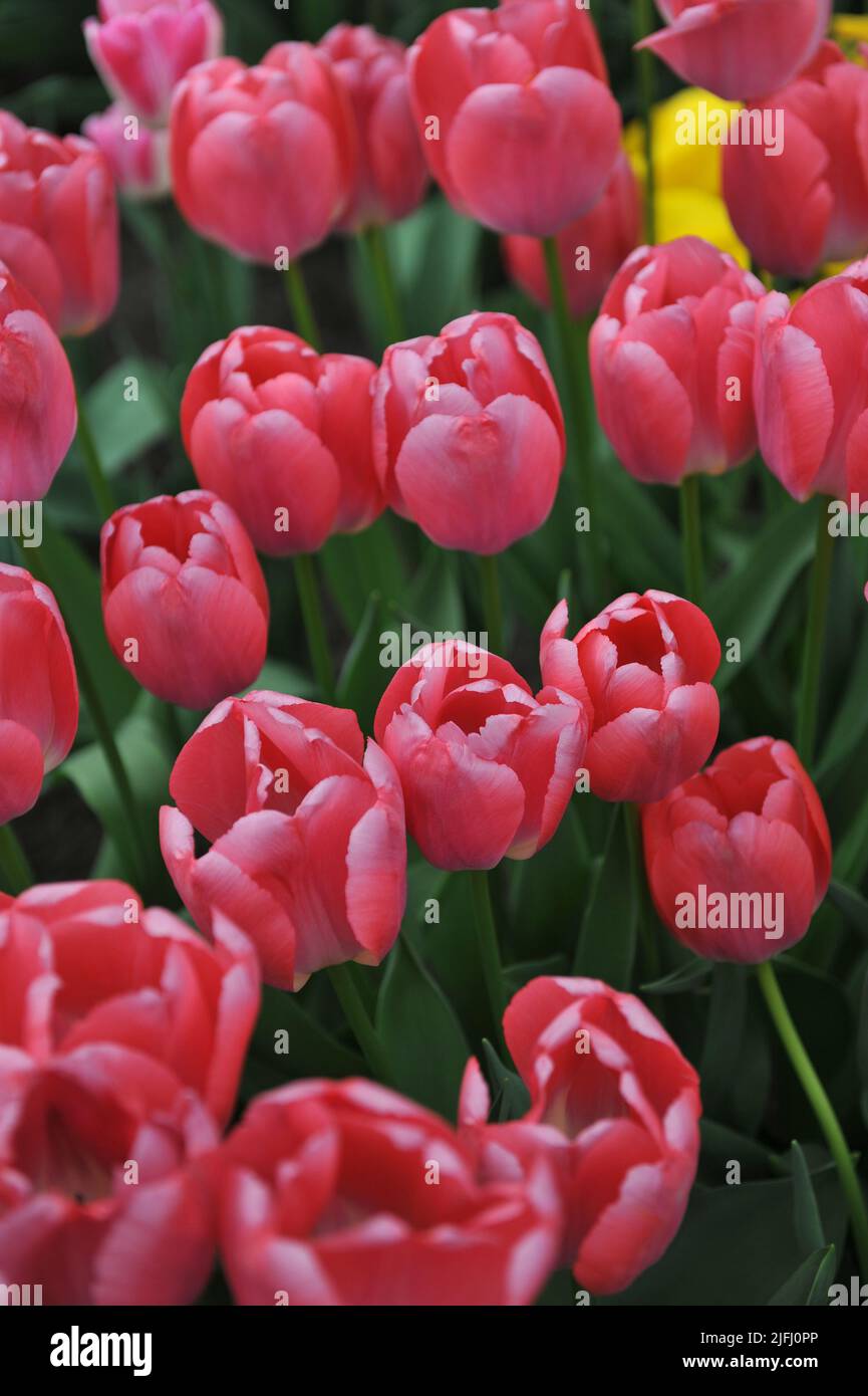 Darwin Hybrid tulips (Tulipa) Pink Pride bloom in a garden in April ...