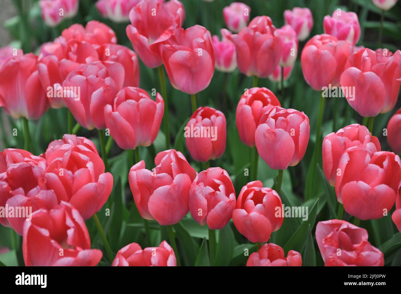 Darwin Hybrid tulips (Tulipa) Pink Pride bloom in a garden in April ...