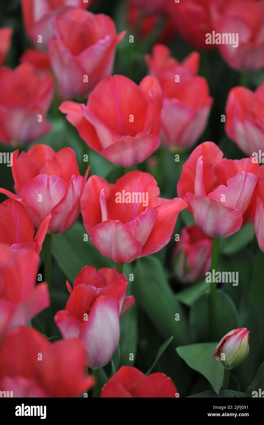 Darwin Hybrid tulips (Tulipa) Pink Sound bloom in a garden in March Stock Photo - Alamy