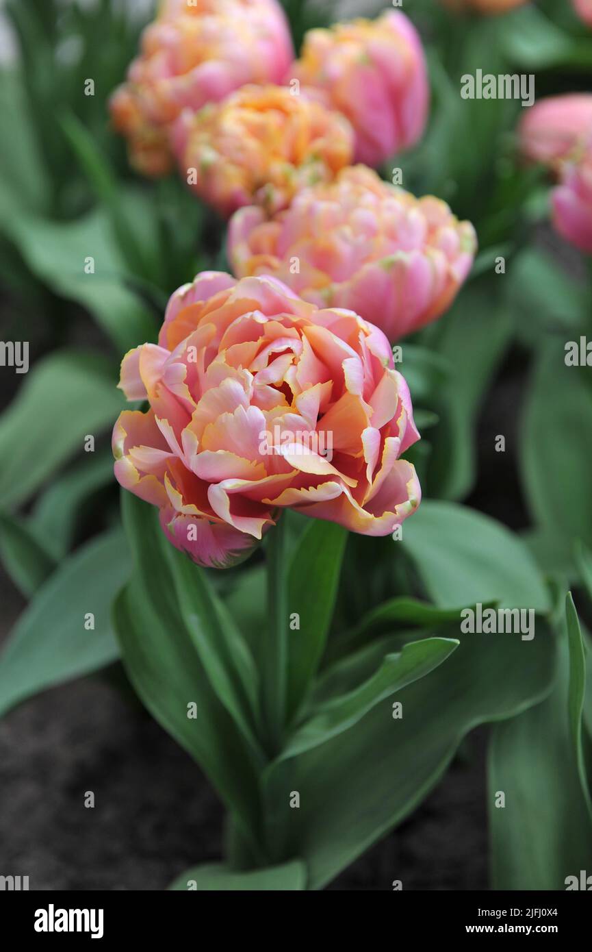 Apricot-pink peony-flowered Double Late tulips (Tulipa) Pink Star bloom ...