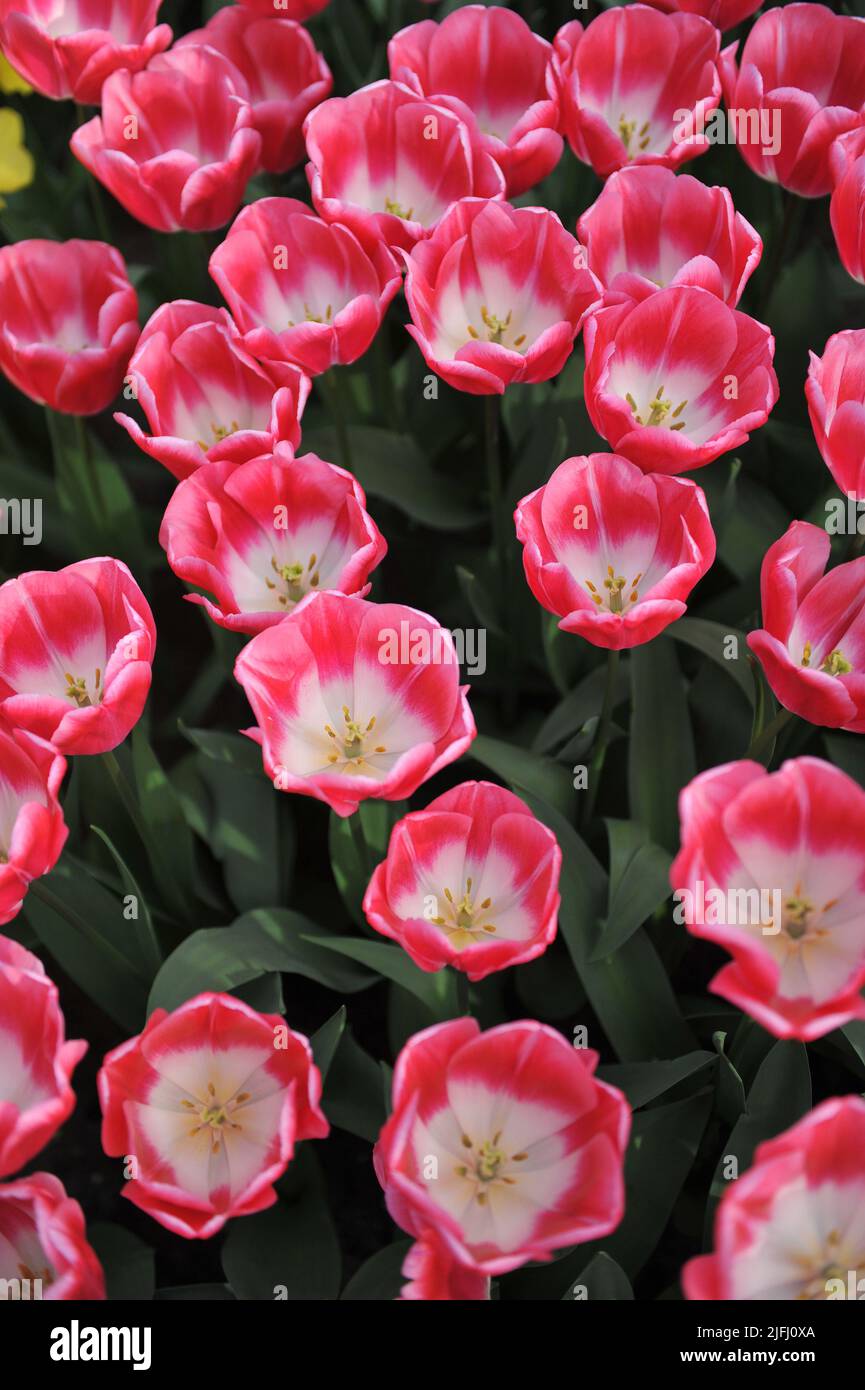 Pink and white Triumph tulips (Tulipa) Pink Stone bloom in a garden in ...