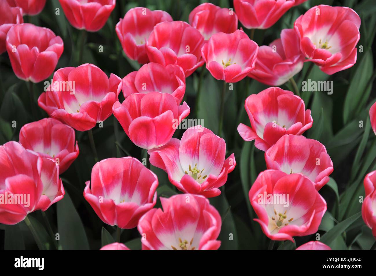 Pink and white Triumph tulips (Tulipa) Pink Stone bloom in a garden in ...