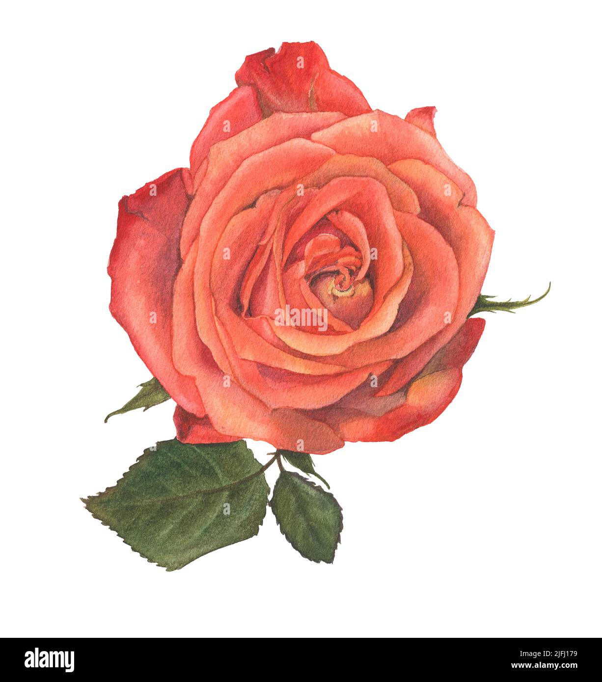 Bright rose painted by hand in watercolor. Floral element on a white ...