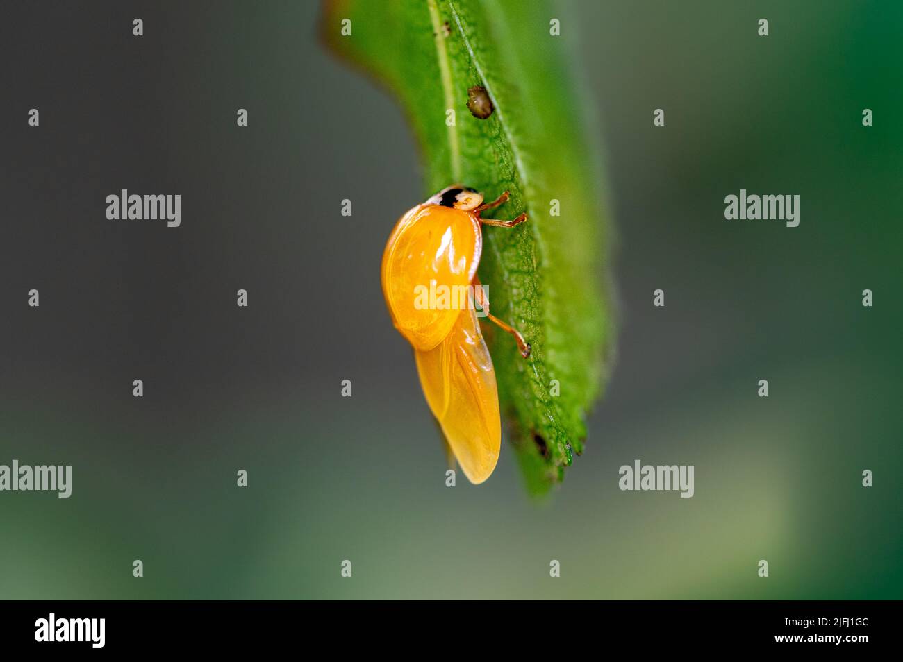 Asian ladybird hatch hi-res stock photography and images - Alamy