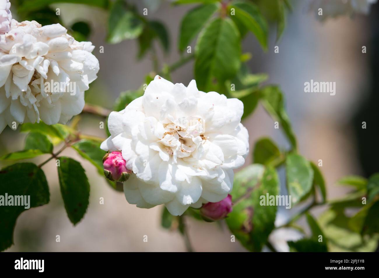 Félicité et Perpétue, a rambler rose from Jaques, France 1828 Stock ...